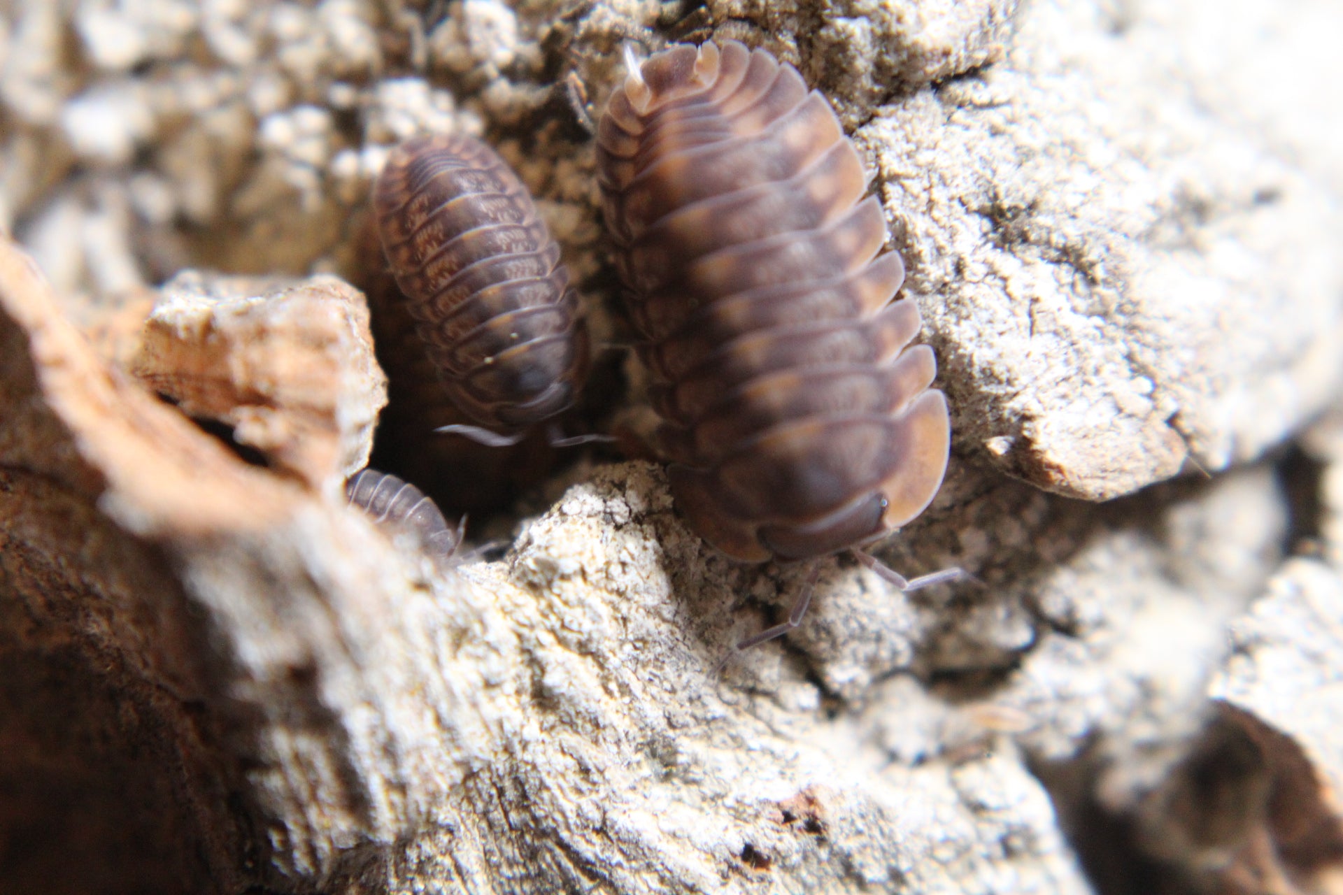 Cubaris sp “red tigers” – Isorarepods