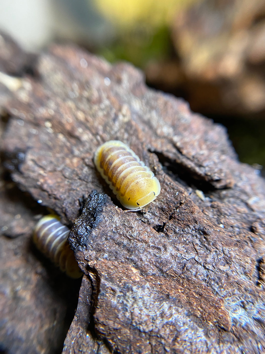 Cubaris – Isorarepods