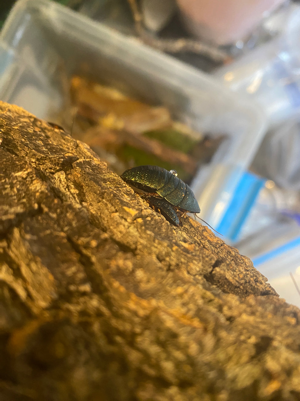 Pseudoglomeris magnifica (Emerald Green Roach) – Isorarepods