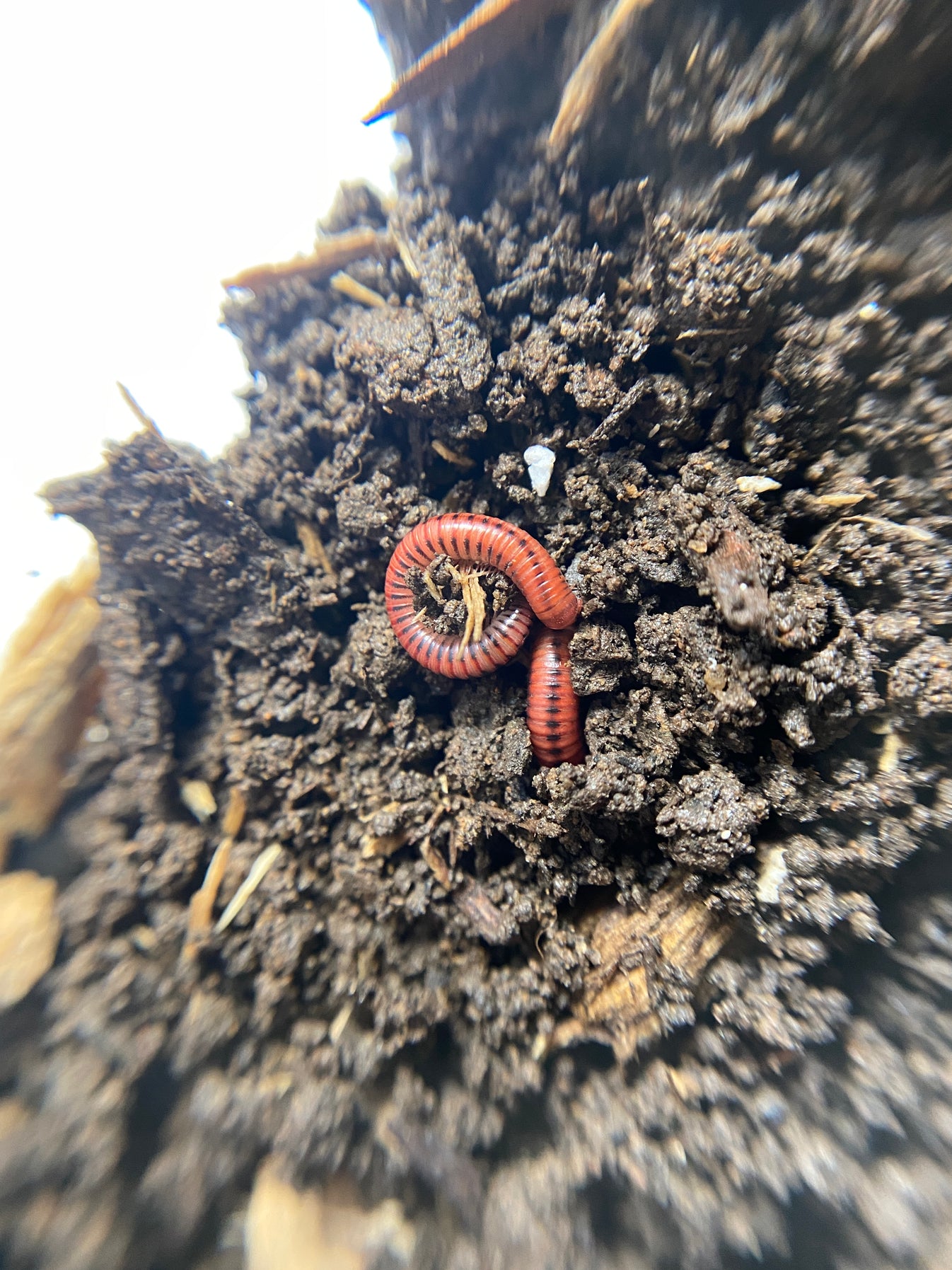 Spotted Fire Millipede (Centrobolus splendidus) – Isorarepods