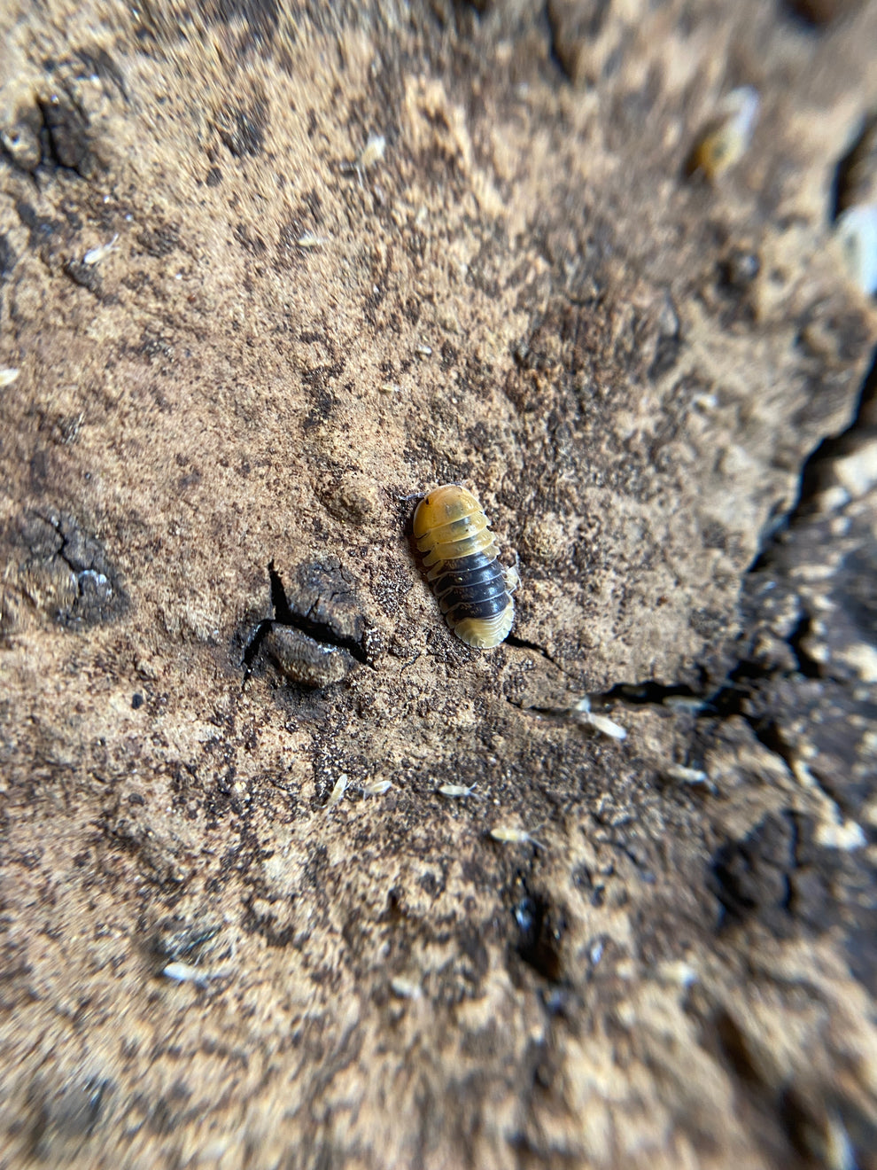 Cubaris Rubber Bee – Isorarepods