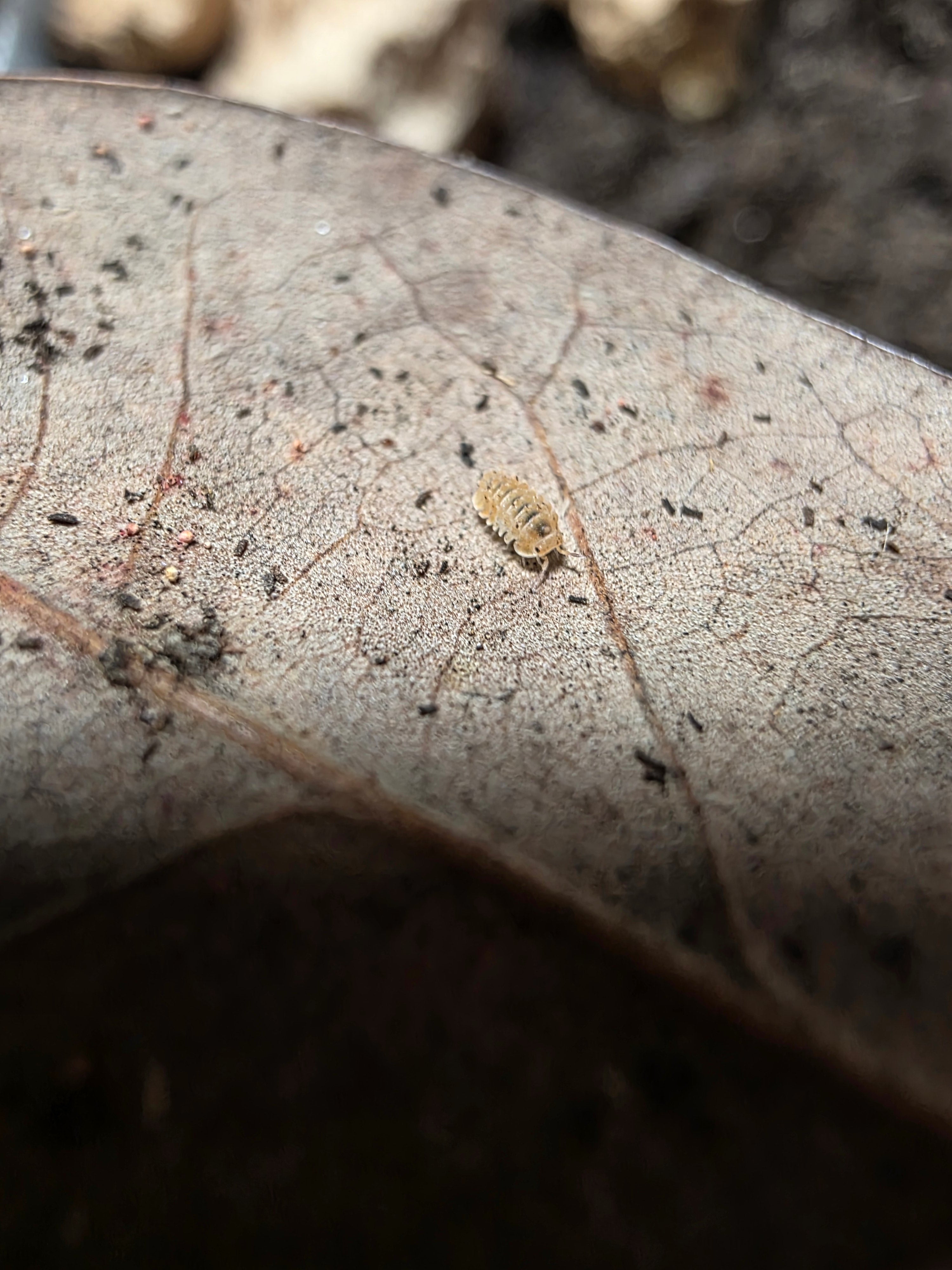 Isopoda sp Armageddon (TINY) – Isorarepods